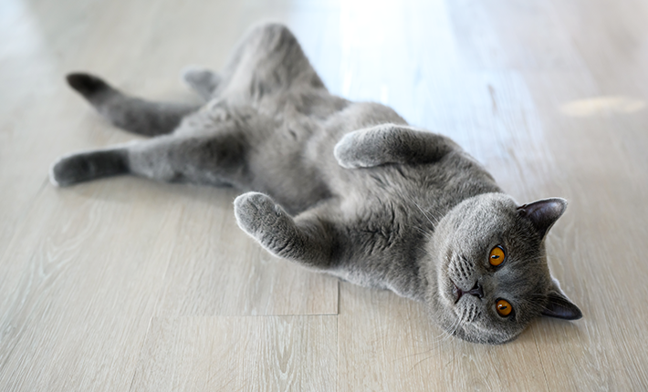 Les différents types de vers chez le chat | My Pet