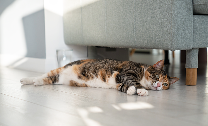 Les différents types de vers chez le chat | My Pet