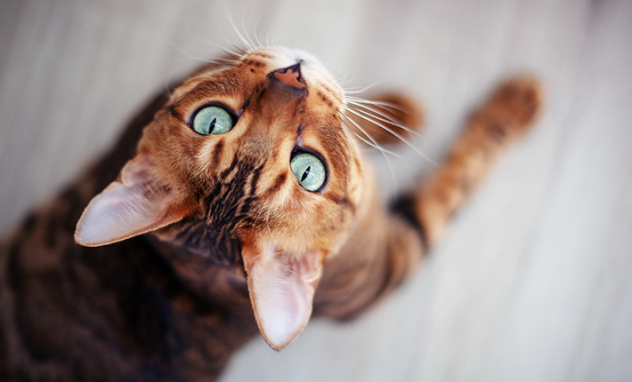 Les maladies oculaires du chat | My Pet