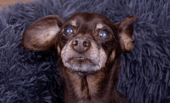 Comment savoir si mon chien a un problème à l'œil ? | My Pet